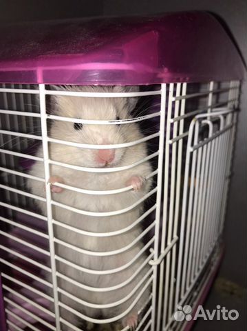 Сирийский хомяк