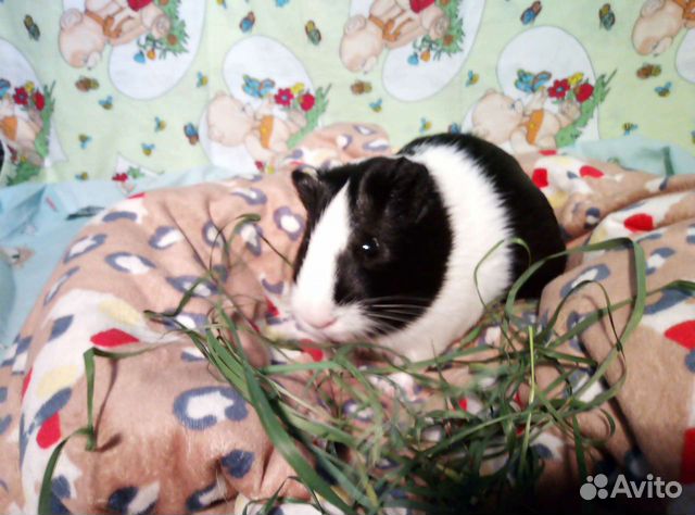 Вязка морской свинки