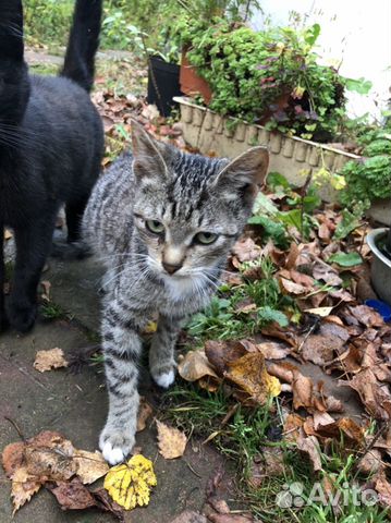 Котёнок мальчик