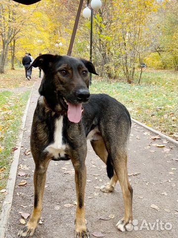 Дунай в добрые руки