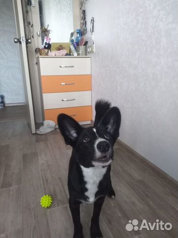 Собака