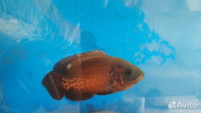 Рыбка Астронотус