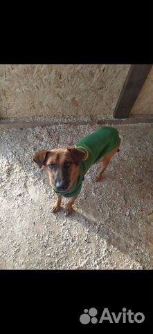 Особенный малыш щеночек ищет дом