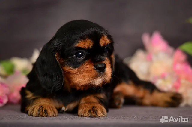 Любимые кавалерчики