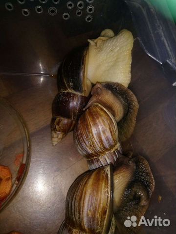 Улитки ахатины, отдам в добрые руки