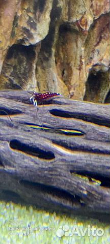 Креветка кардинал