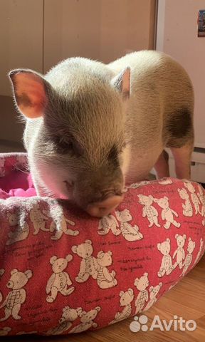 Мини пиг