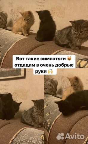 Котята