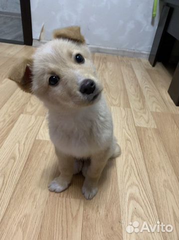 Лапушка в добрые руки