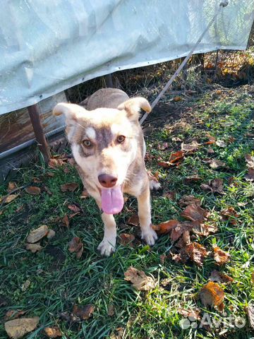 Щенок сидит сутками один на привязи нужен новый до