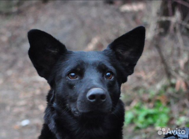 Собака Ночка 1,5 года ищет семью