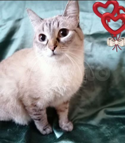 Кошка в дар - Ника, тайка