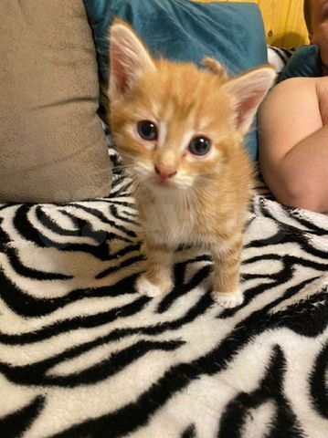 Котятки рыжики