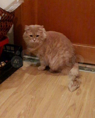 Шикарный парень