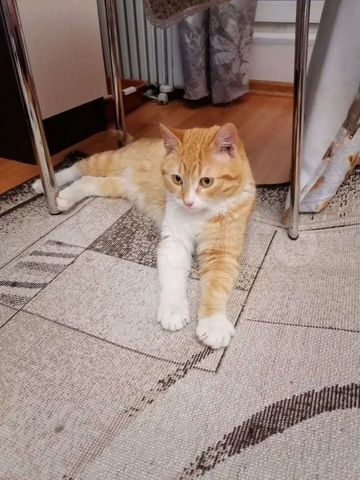 Рыжий котик