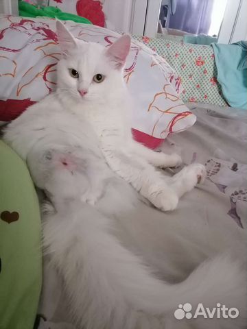 Трехлапая кошка - Беляш