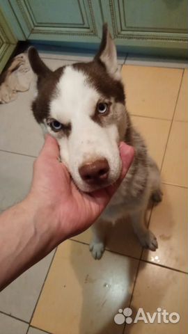 Найдена собака хаска Щенок