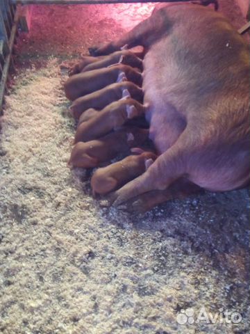 Поросята дюрок
