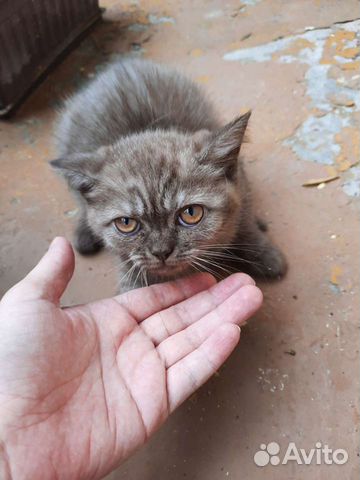 Кошка в дар бесплатно