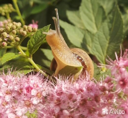 Улитка Хеликс Асперса Максима