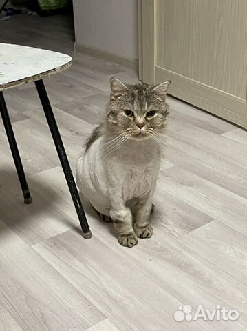 Кот британец
