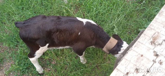 Корова телята и бычки