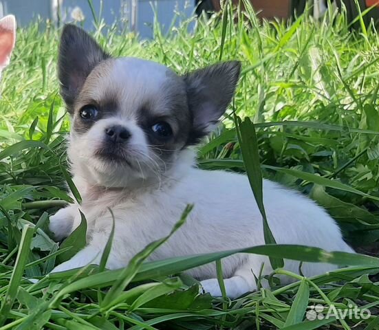 Чихуахуа, девочка