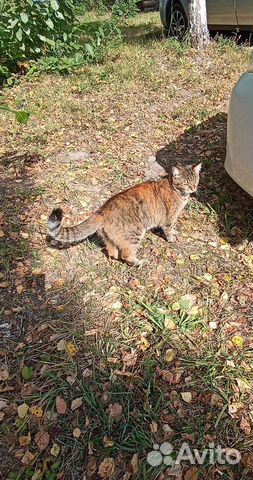 Отдам в добрые руки очаровательную кошечку