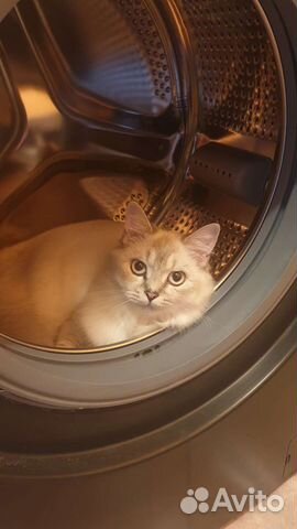 Случка кошки