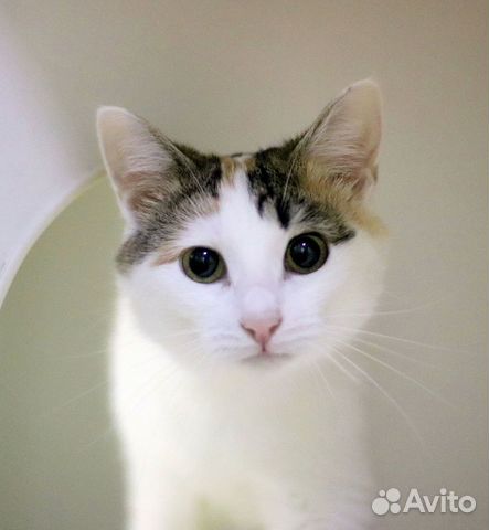 Кому счастье в дом