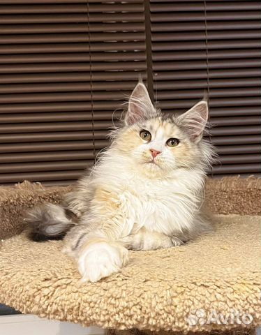 Клякса