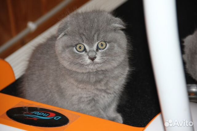 Котята вислоухие голубые, классика окраса