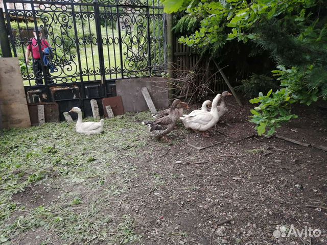 Гуси и утки