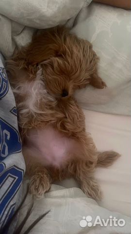 Мальтипу f1 mini reserve premium сорт N1 в России