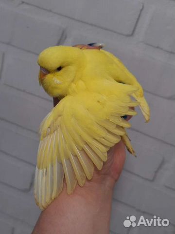 Волнистые попугаи чехи