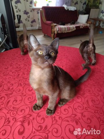 Девочки и мальчики - Бурманчики