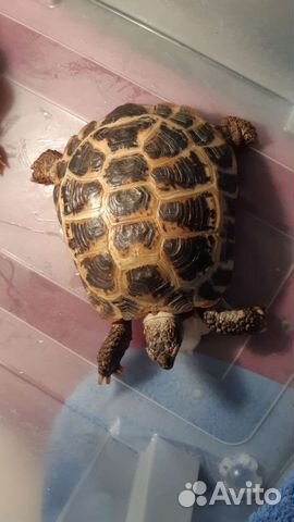 Черепаха сухопутная