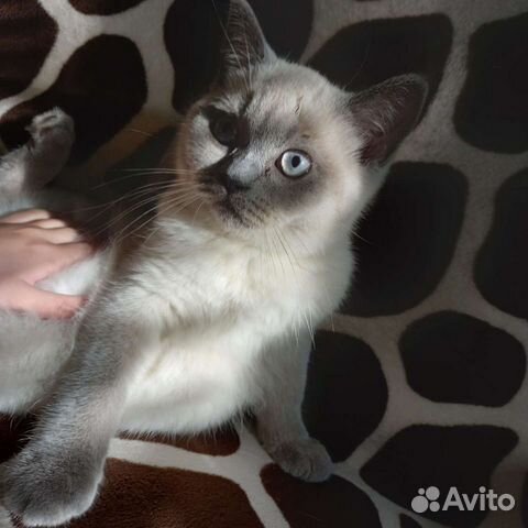 Шотландский котёнок