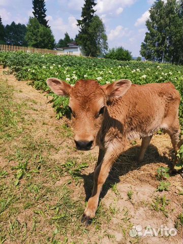 Джерсийский бычок