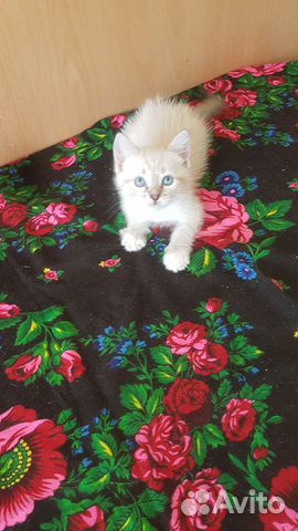 Тайские котята голубые глаза 59 дней
