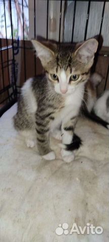 Котодети в семью