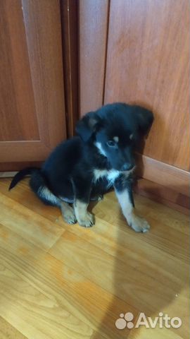 Щенок в добрые руки