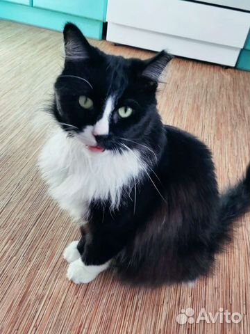 Кот