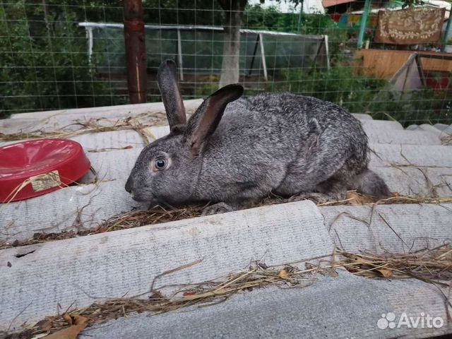 Кролик серый великан