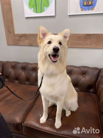 Палевый Лабрадор-Ретривер смесь с лайкой