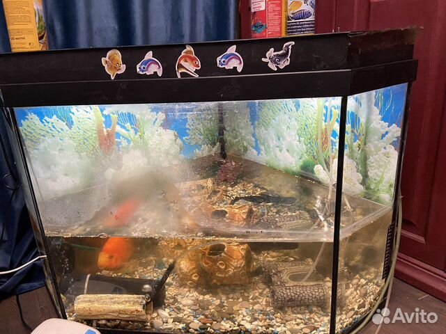 Аквариумные рыбки