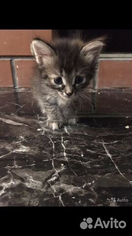 Котята ждут добрых хозяев