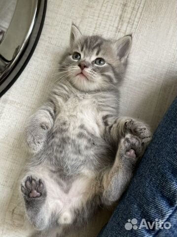Шотландские котята