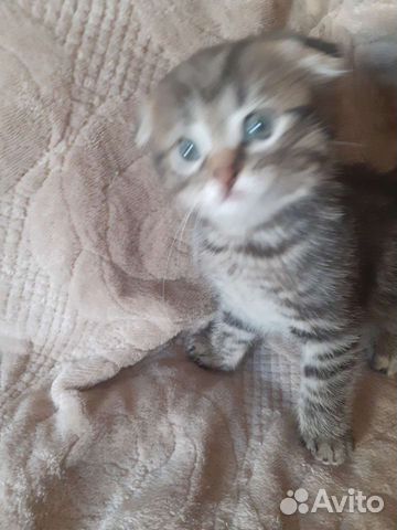 Котята в добрые руки мальчики