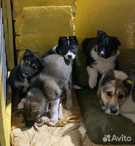 Щенки и молодые собачки из пвс